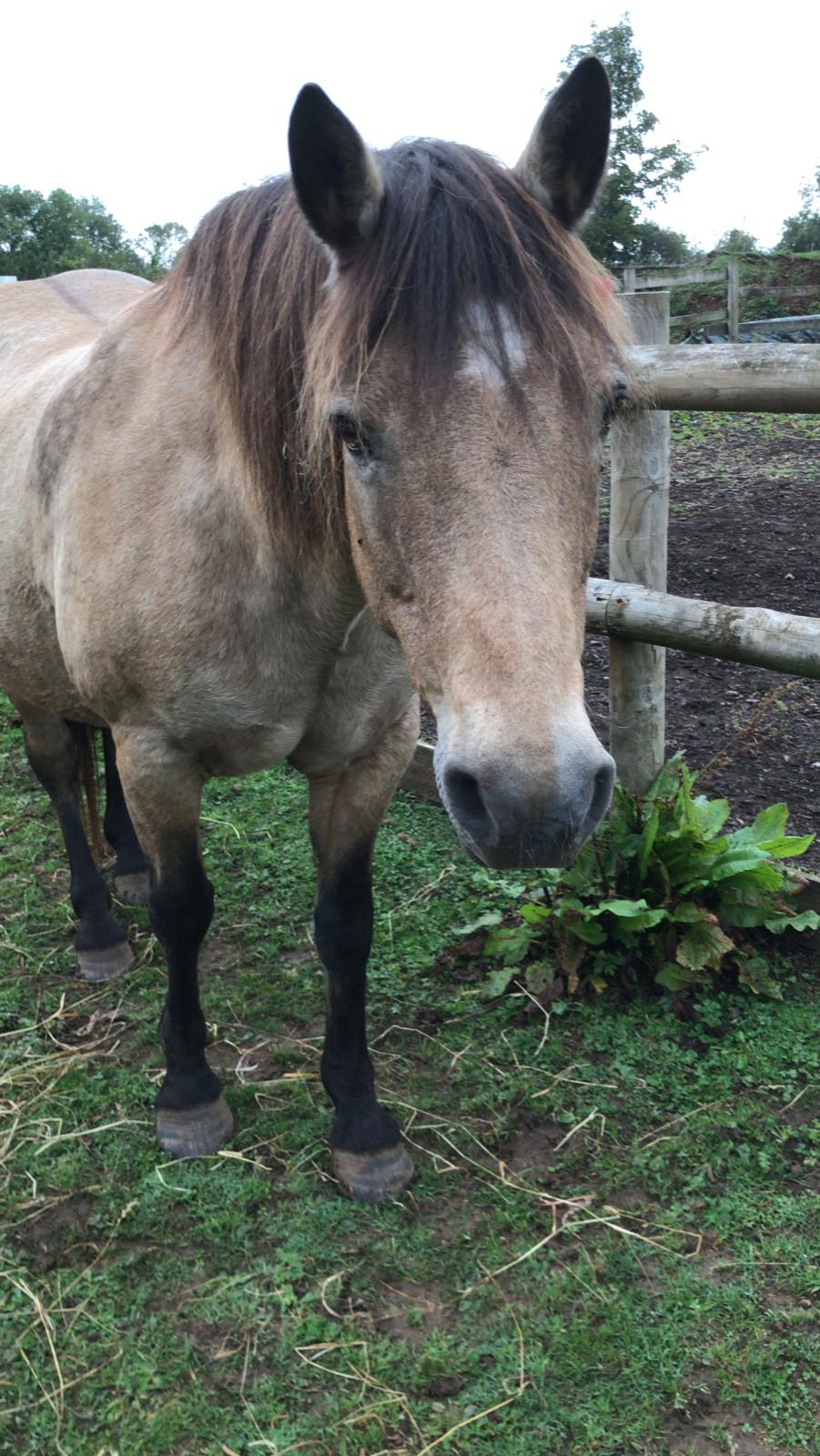 Meet Binx – Equine EARTH