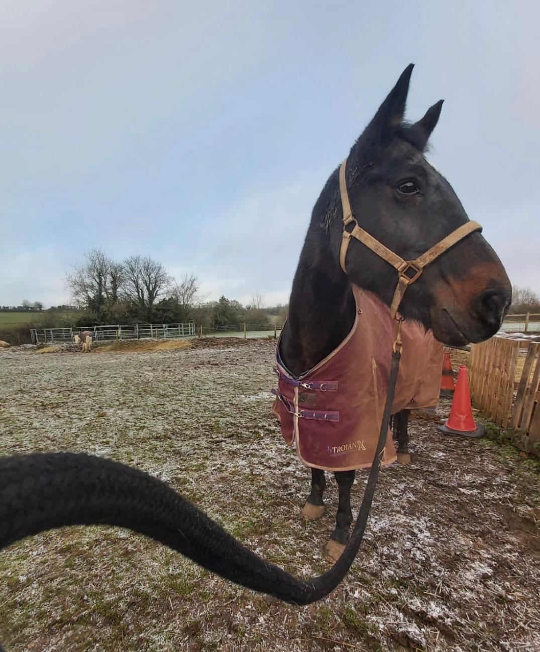 Meet Inca – Equine EARTH