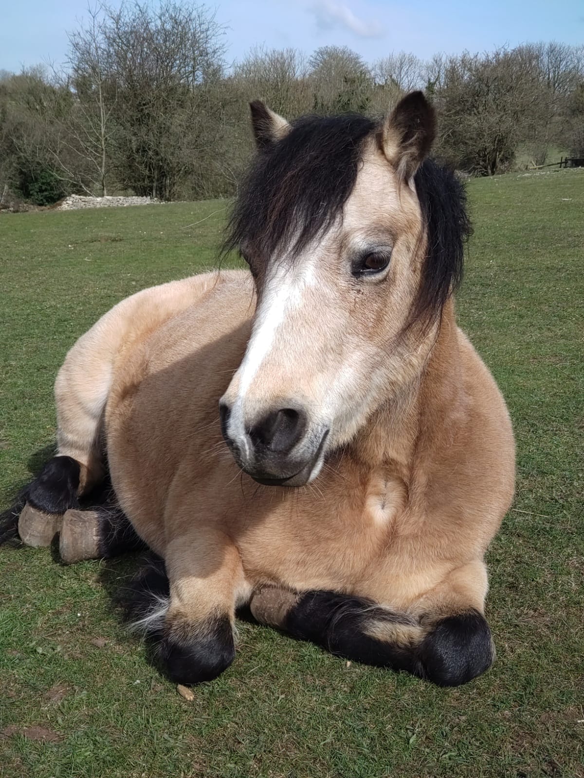 Meet Milly – Equine EARTH