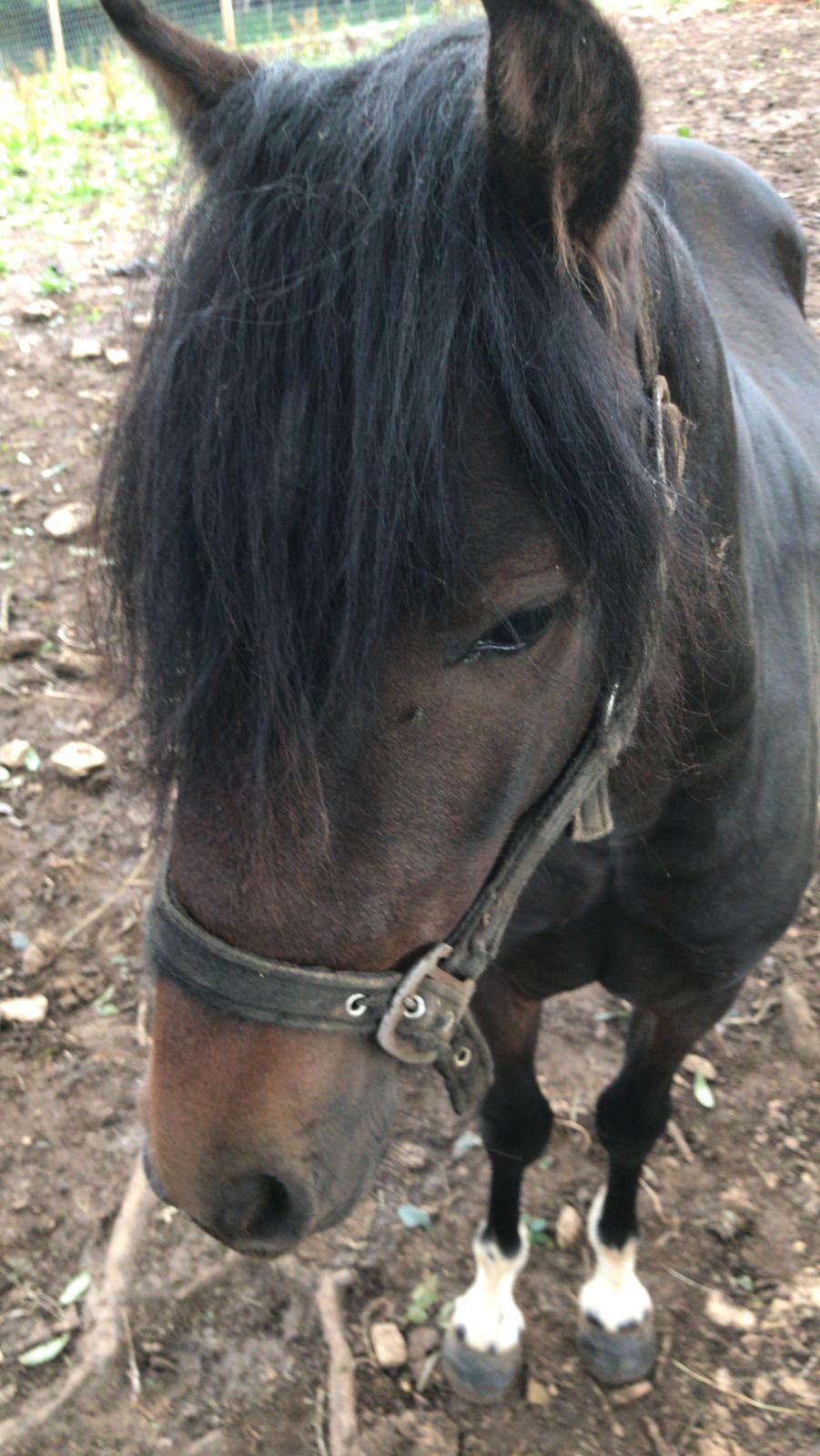 Meet Strider – Equine EARTH