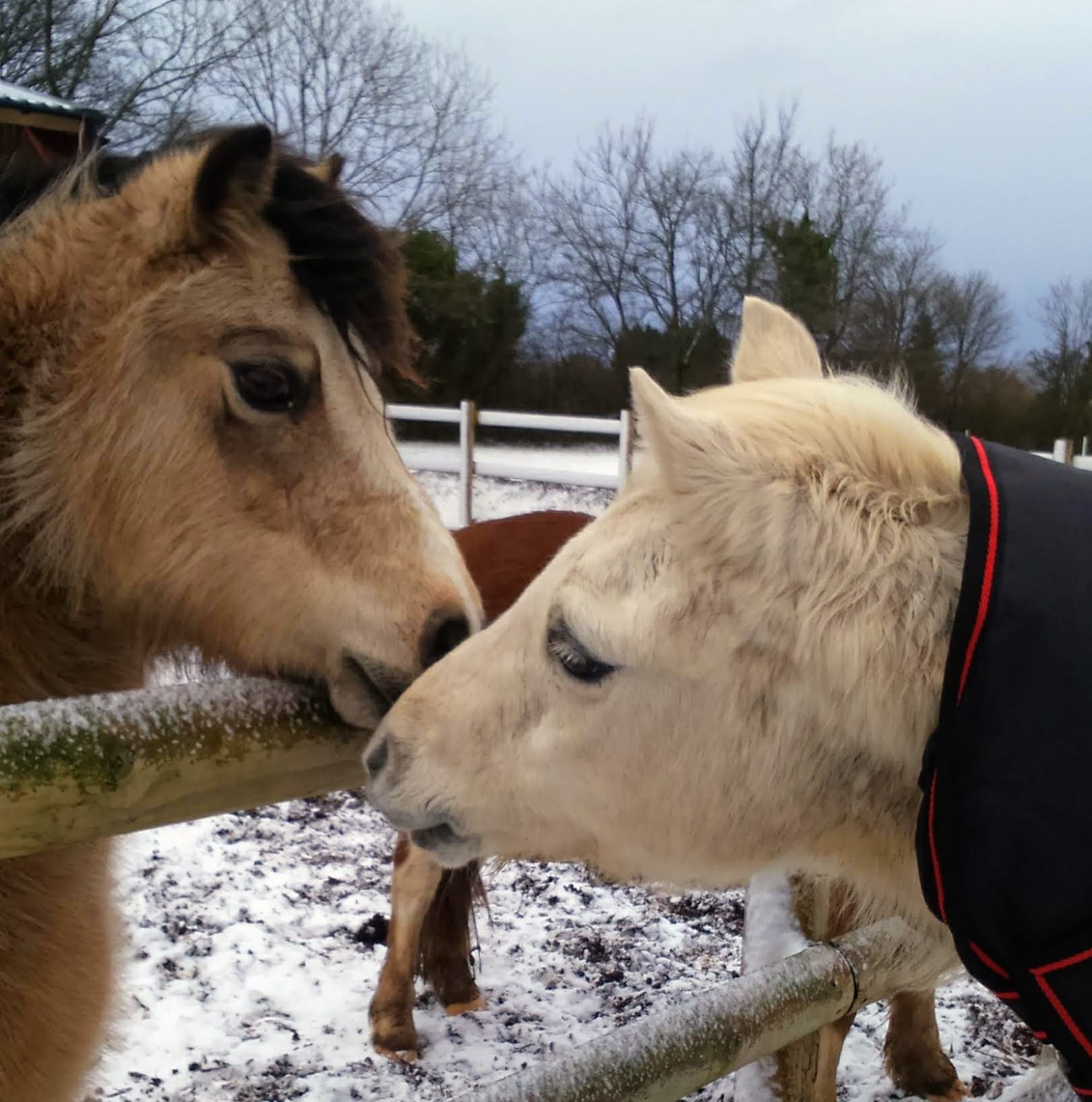 Meet Zorro – Equine EARTH